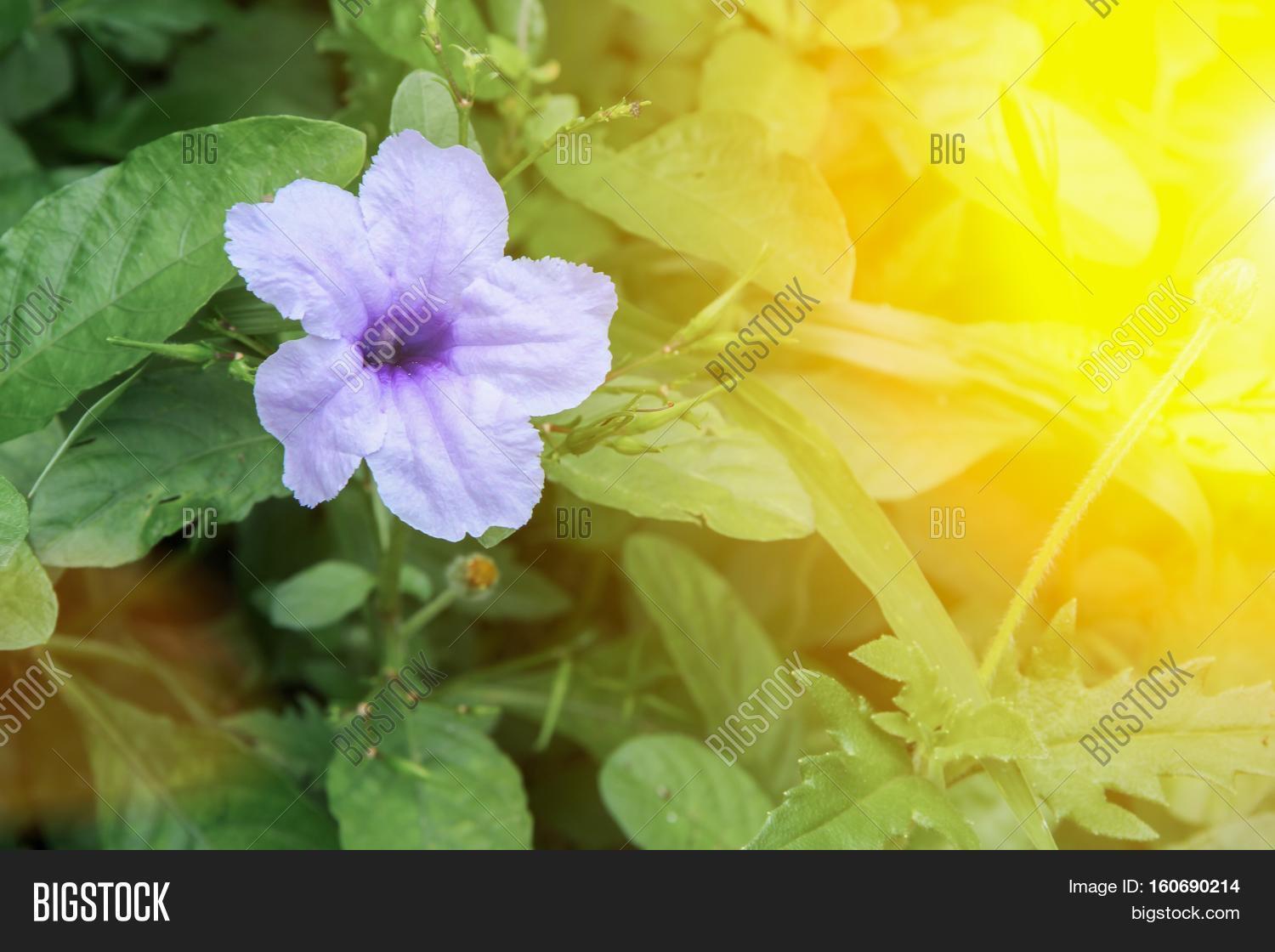 Popping Pod Flower Image & Photo (Free Trial) | Bigstock