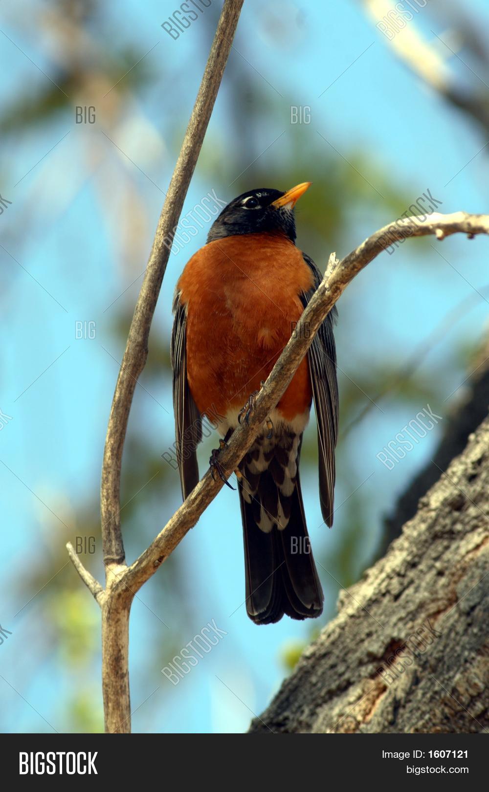 American Robin Image & Photo (Free Trial) | Bigstock