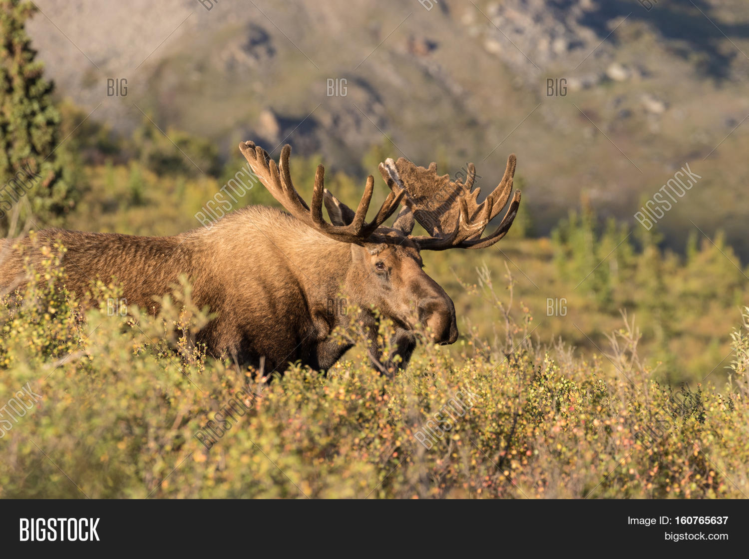 Big Alaska Yukon Bull Image & Photo (Free Trial) | Bigstock