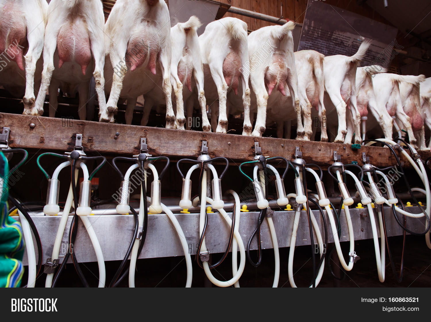 Goats Standing Row Image & Photo (Free Trial) | Bigstock