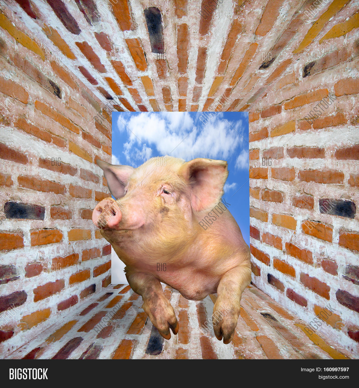 Pig Looks Out Window Image & Photo (Free Trial) | Bigstock