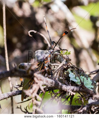 Deadly Kissing Bug Image & Photo (Free Trial) | Bigstock