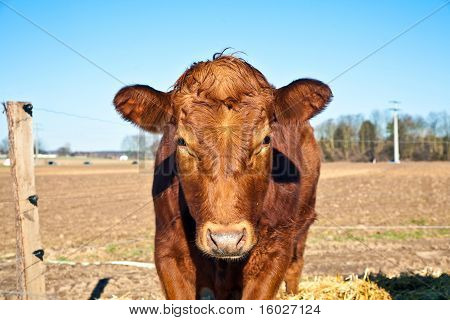Friendly Cattle On Image & Photo (Free Trial) | Bigstock