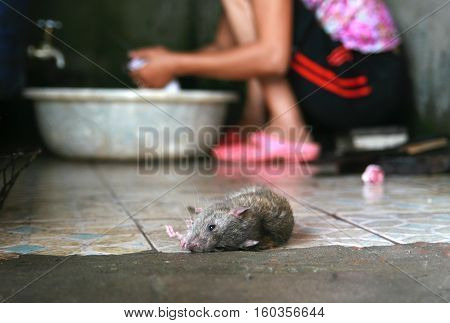 Rat Meat, Traditional Image & Photo (Free Trial) | Bigstock