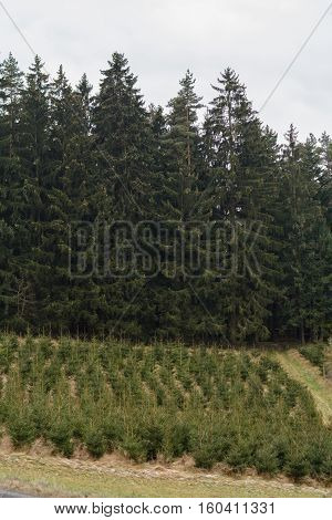 Replanted Young Forest Image & Photo (Free Trial) | Bigstock