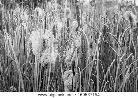 Typha Angustifolia Image & Photo (Free Trial) | Bigstock