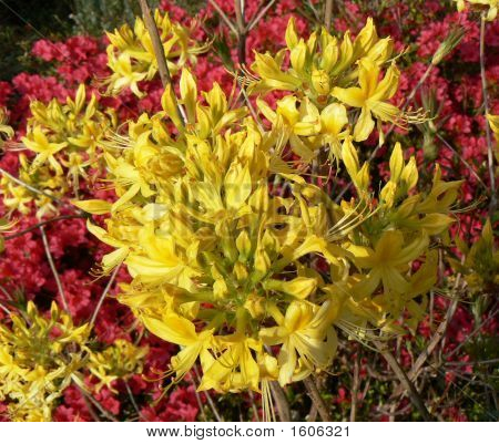 Azalea - Yellow Image & Photo (Free Trial) | Bigstock