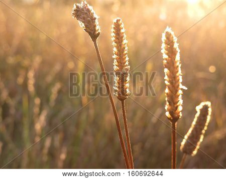 Sunlight Through Wheat Image & Photo (Free Trial) | Bigstock