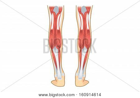 Calf Muscle Human. Vector & Photo (Free Trial) | Bigstock