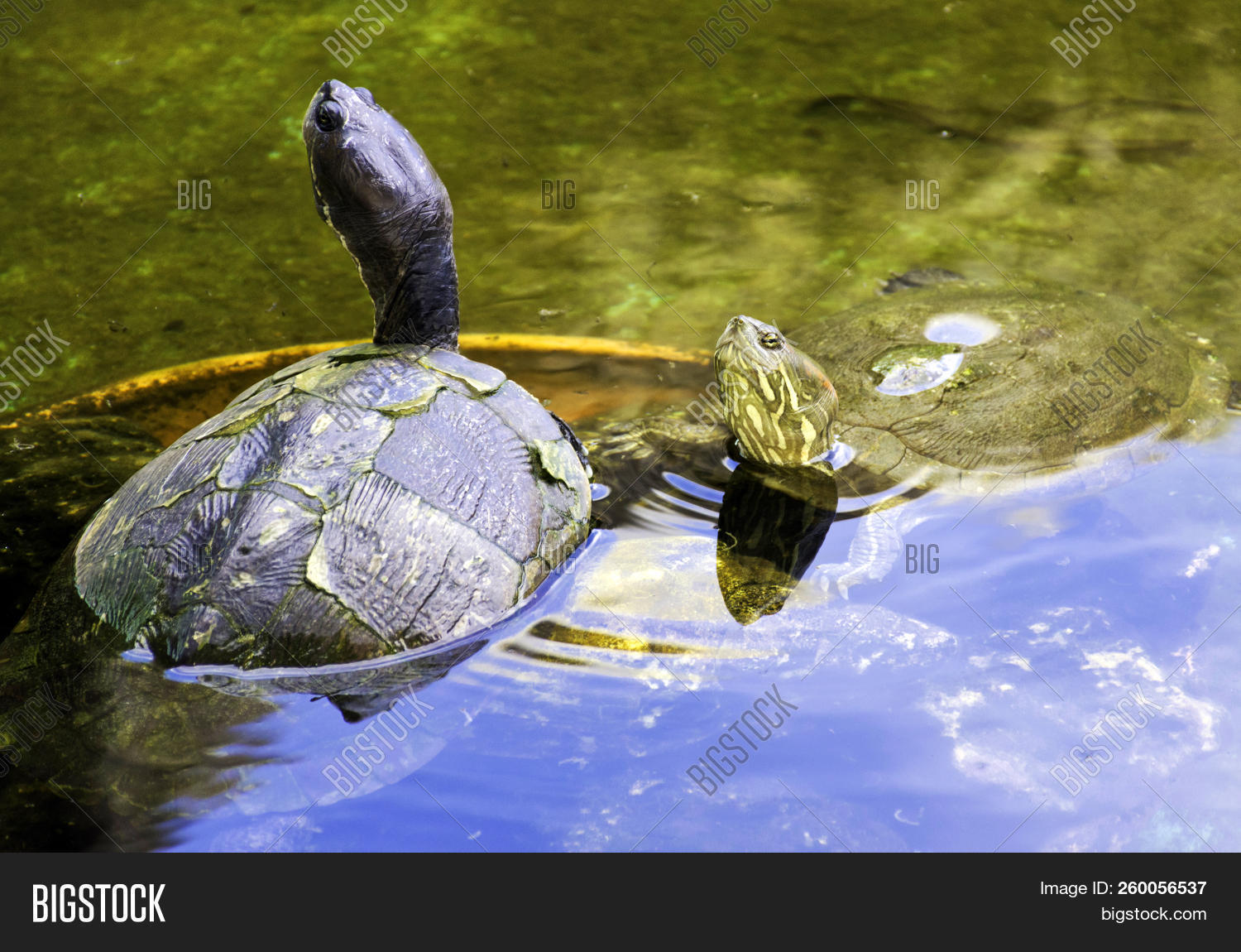 Cuban Slider ( Image & Photo (Free Trial) | Bigstock