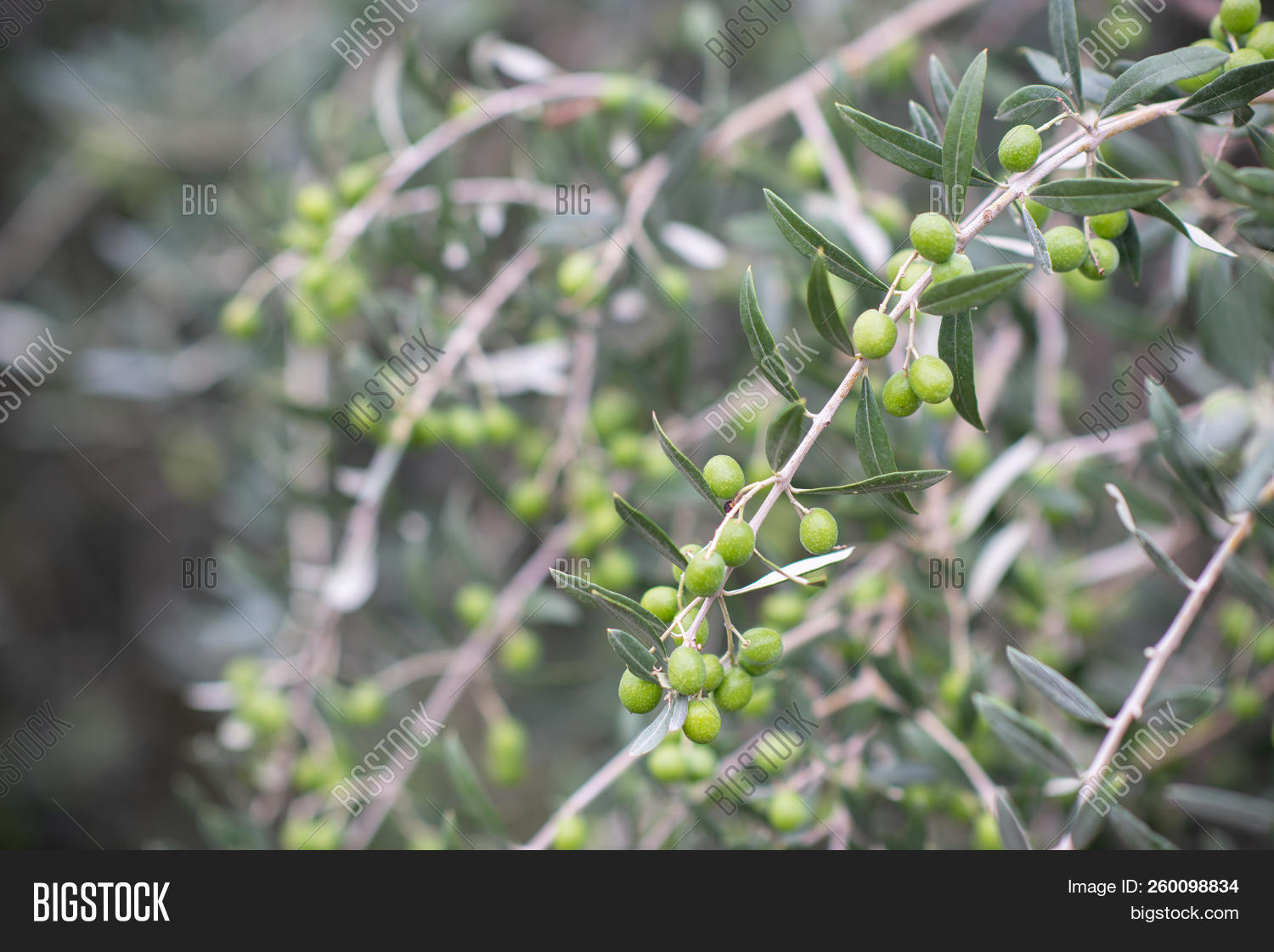Olive Trees Fog Image & Photo (Free Trial) | Bigstock