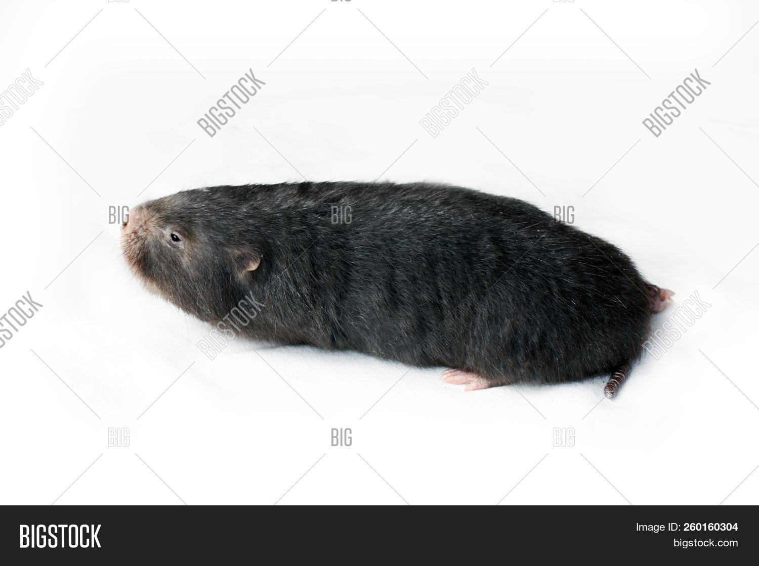 Mole Black, Asia Mole Image & Photo (Free Trial) | Bigstock