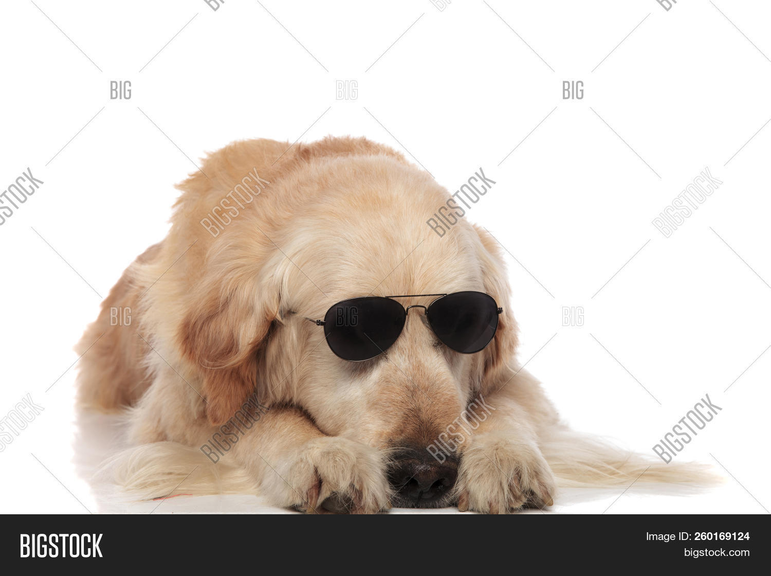 Cool Labrador Wearing Image & Photo (Free Trial) | Bigstock