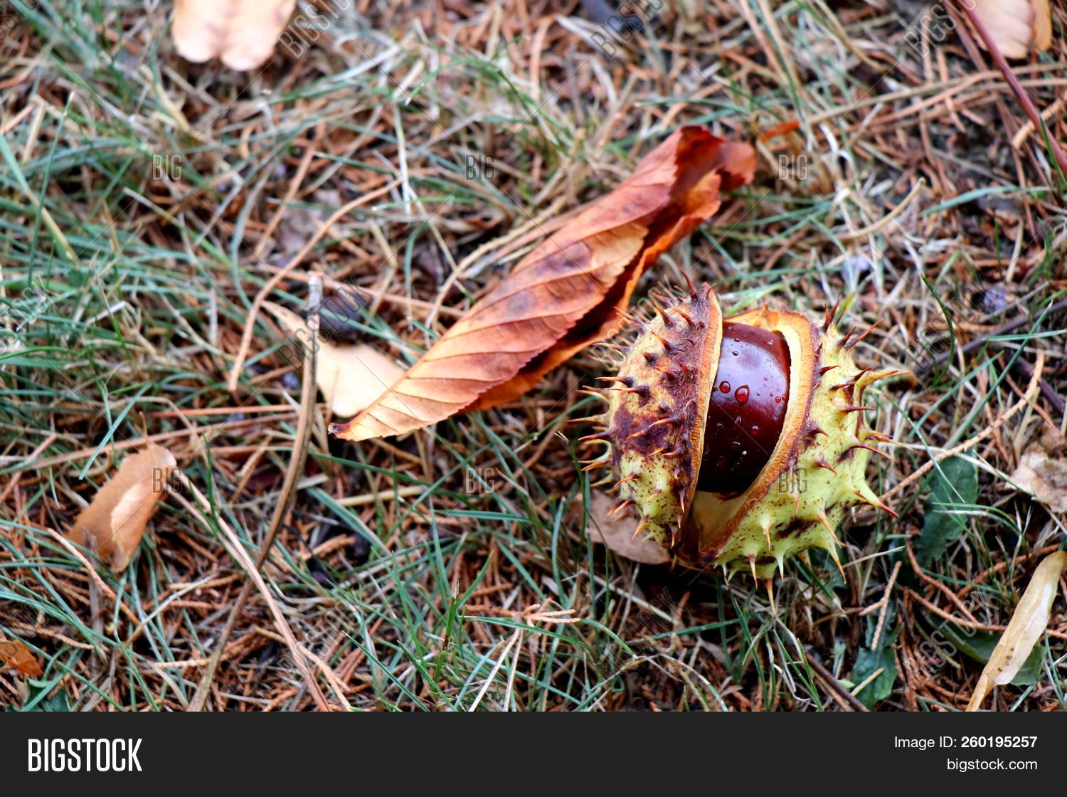 Fall Image Conker Image & Photo (Free Trial) | Bigstock
