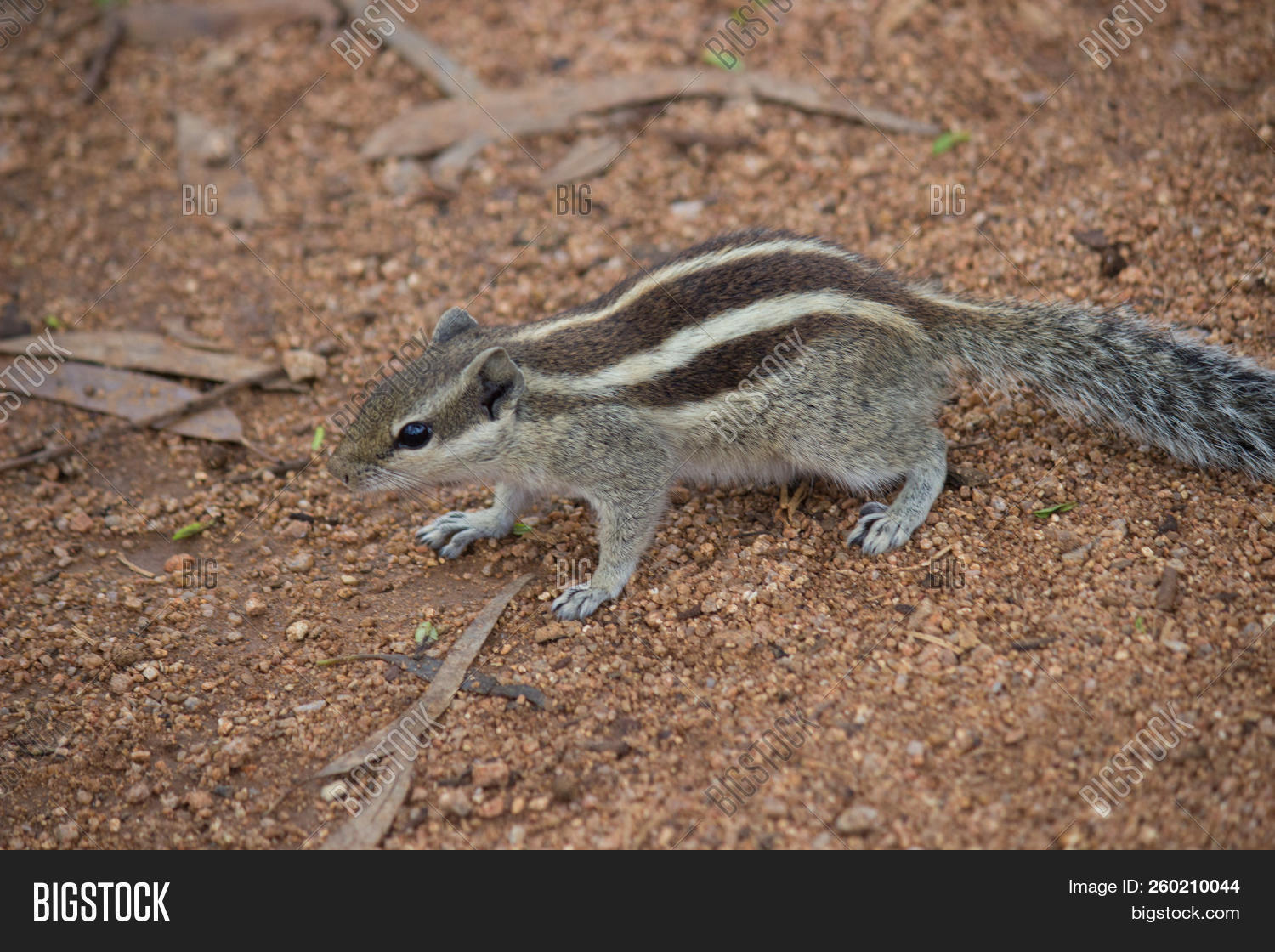 Squirrel On Ground Image & Photo (Free Trial) | Bigstock