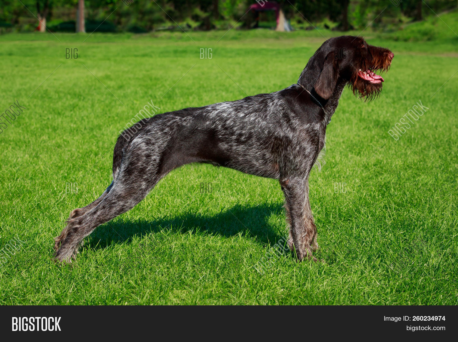 Dog Breed Drahthaar Image & Photo (Free Trial) | Bigstock