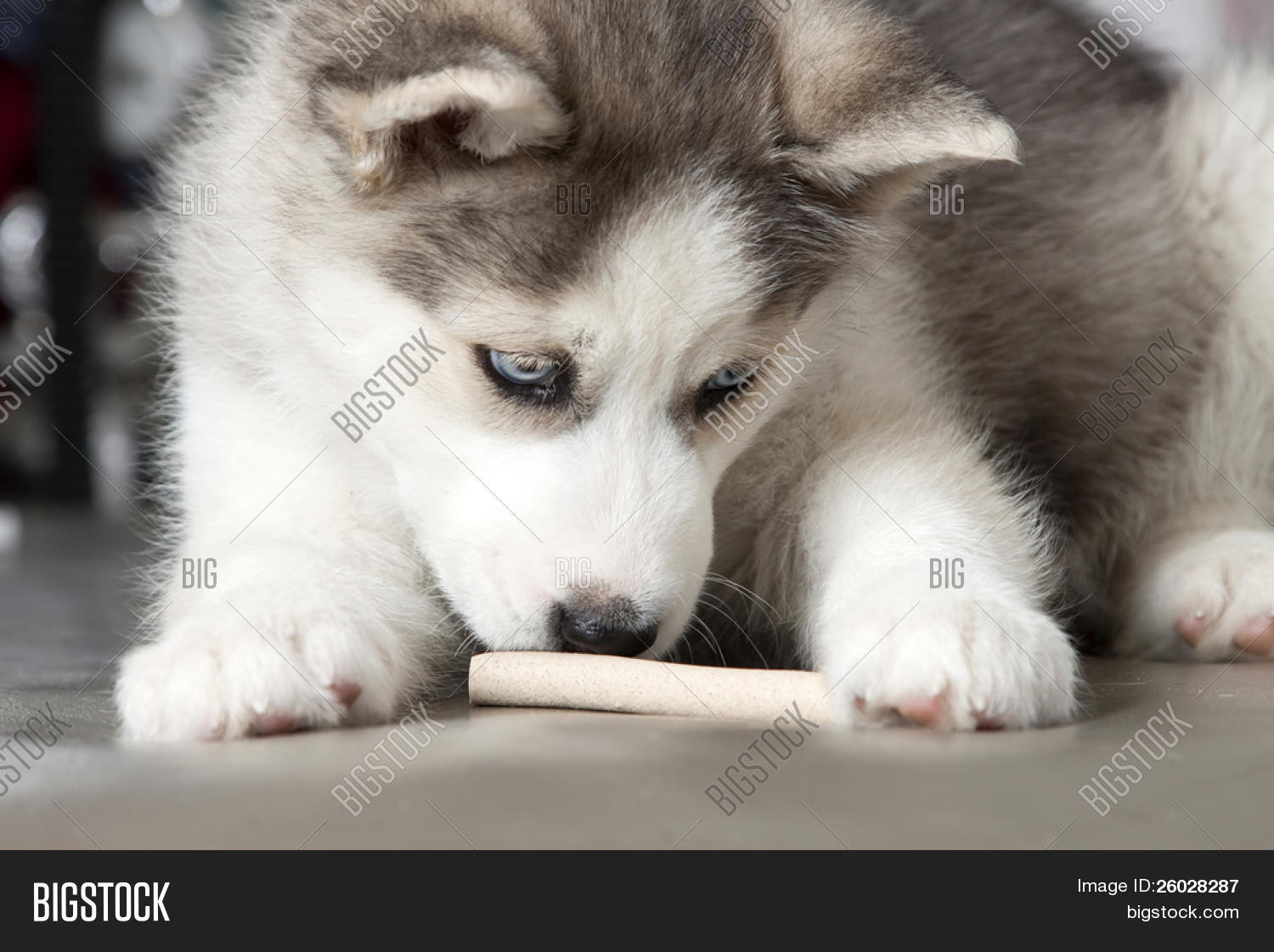 Puppy Siberian Husky Image & Photo (Free Trial) | Bigstock