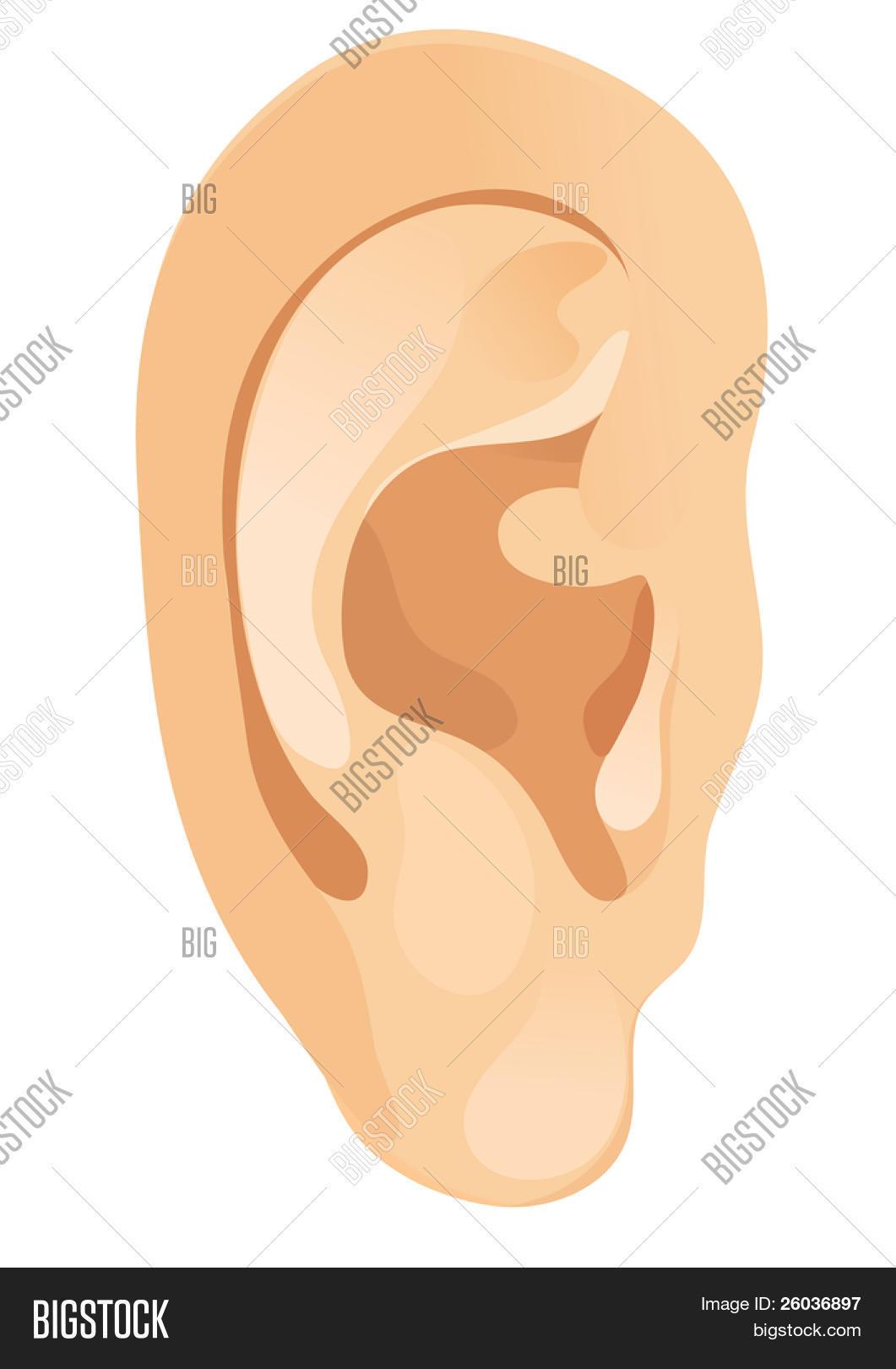Human Ear. Vector Vector & Photo (Free Trial) | Bigstock