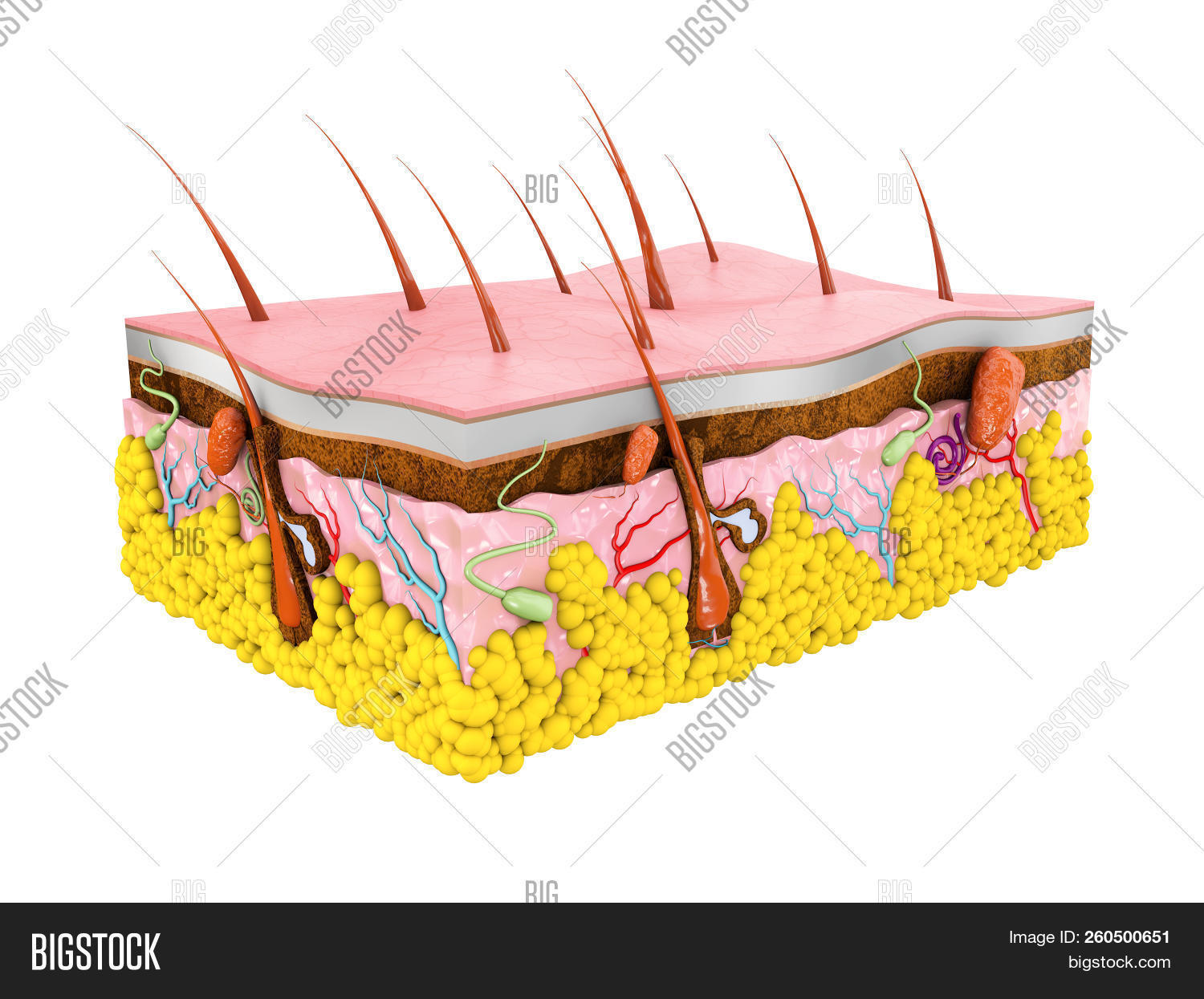 Human Skin Anatomy 3d Image & Photo (Free Trial) | Bigstock