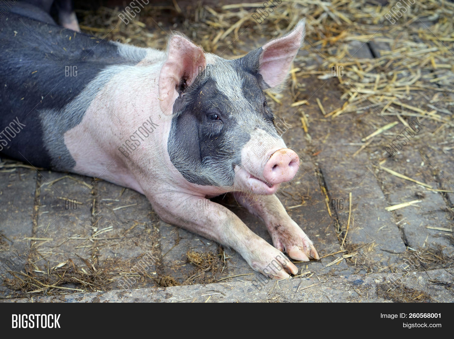 Pig Lies On Straw. One Image & Photo (Free Trial) | Bigstock