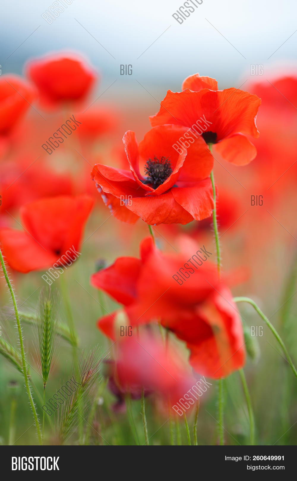 Red Poppies On Image & Photo (Free Trial) | Bigstock