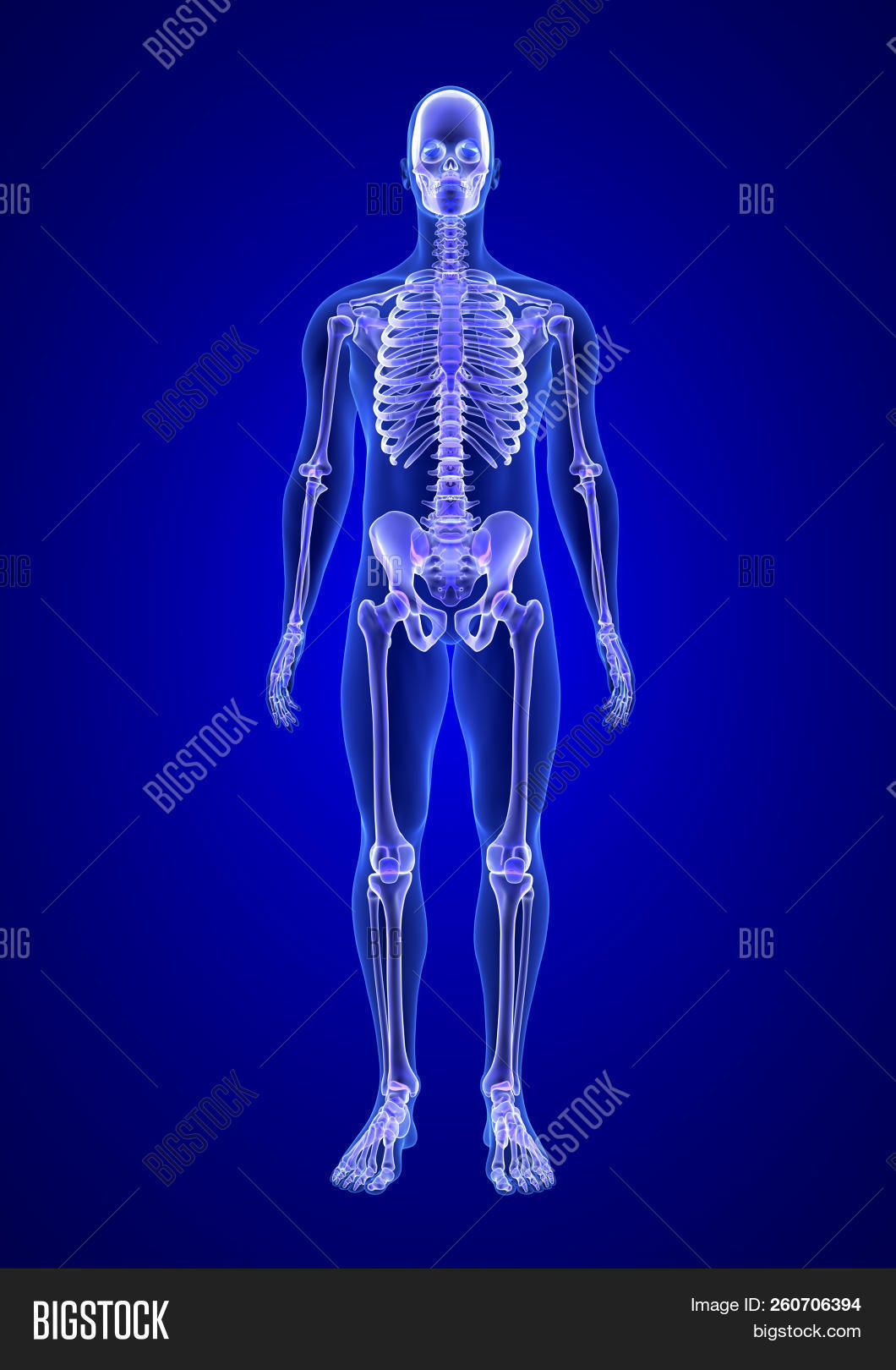 Blue Human Anatomy Image & Photo (Free Trial) | Bigstock