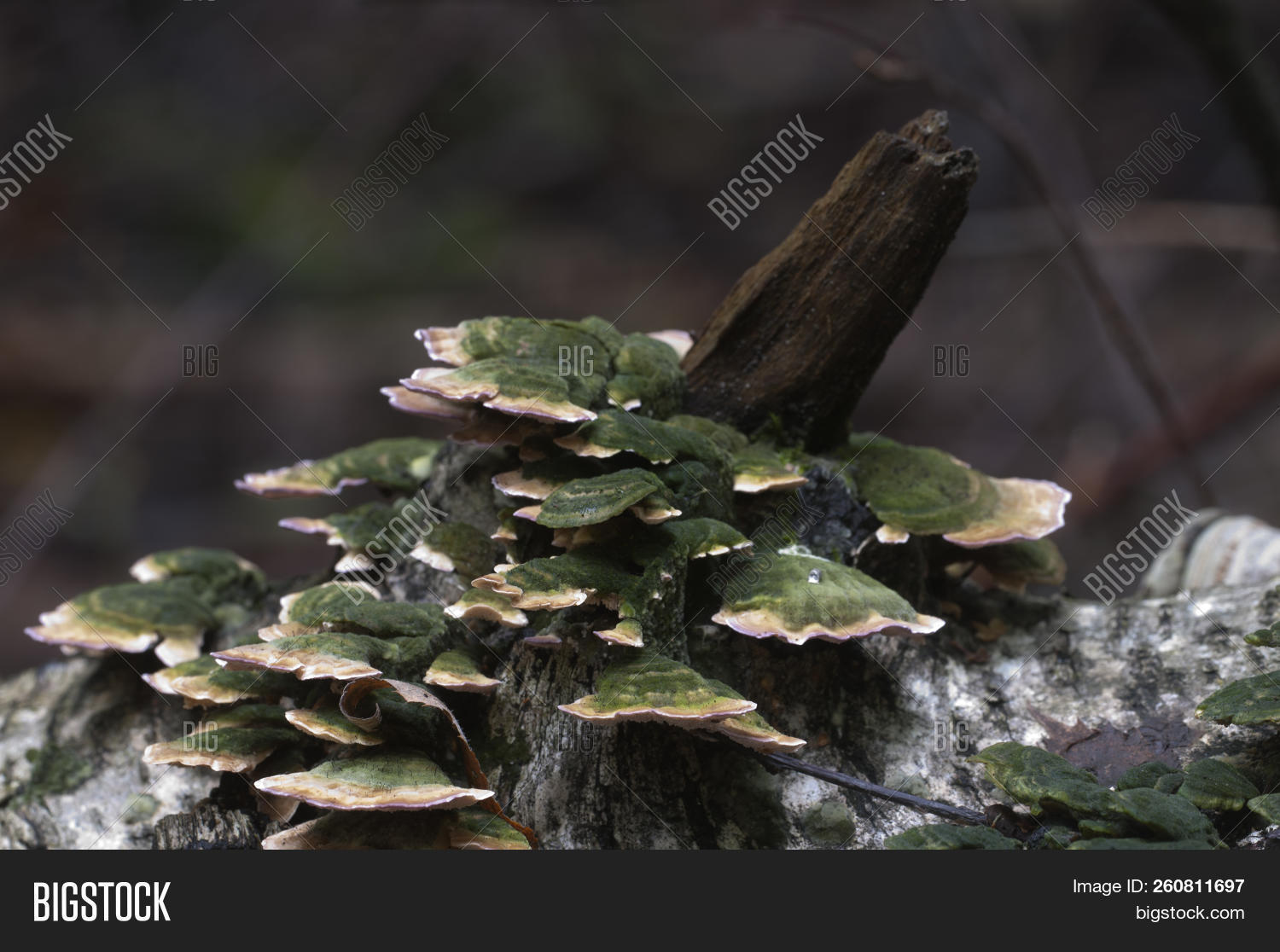 Trichaptum Biforme Image & Photo (Free Trial) | Bigstock