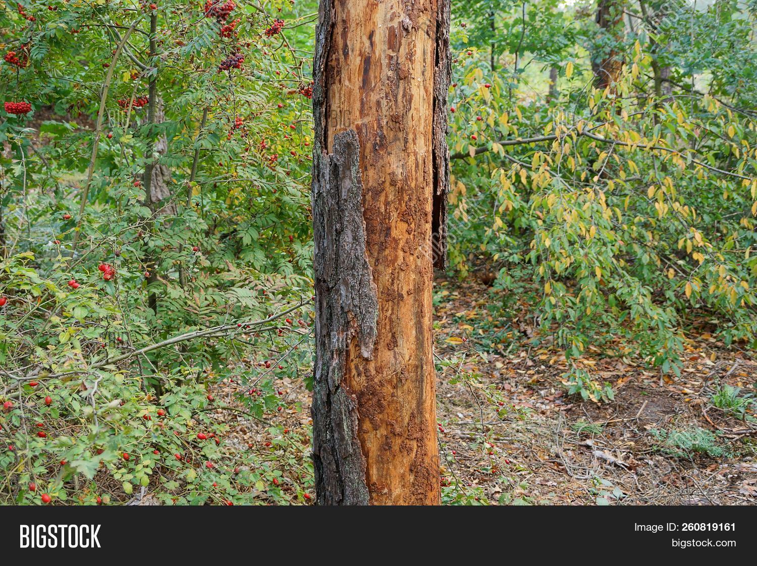 Sick Brown Pine Dry Image & Photo (Free Trial) | Bigstock