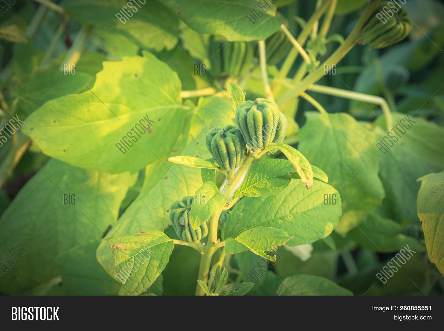 Filtered Tone Sesame Image & Photo (Free Trial) | Bigstock