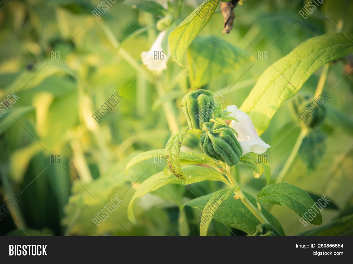 Filtered Tone Sesame Image & Photo (Free Trial) | Bigstock