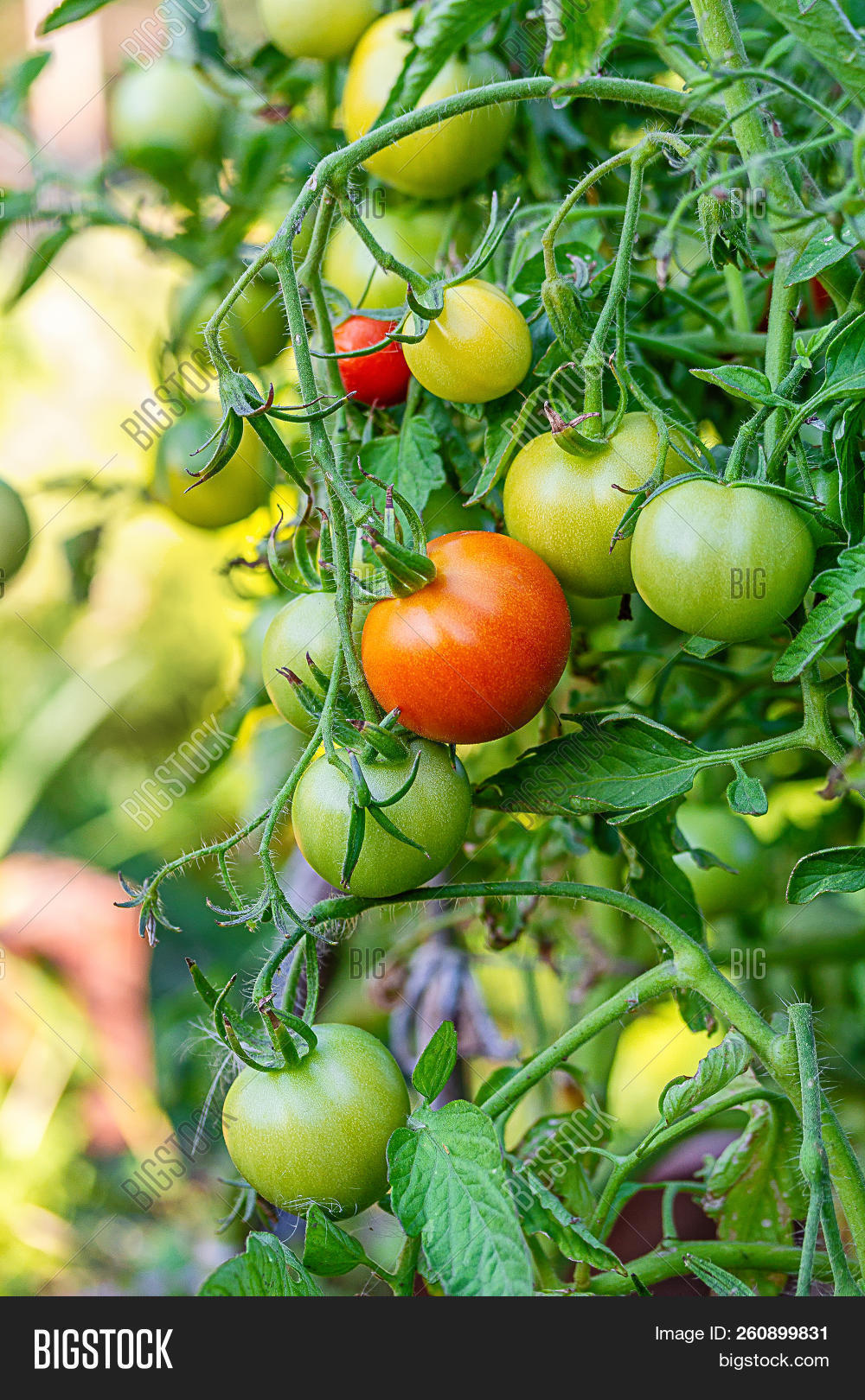 Tomatoes Garden, Image & Photo (Free Trial) | Bigstock