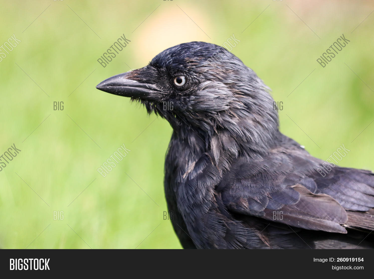 Young Jackdaw Scruffy Image & Photo (Free Trial) | Bigstock