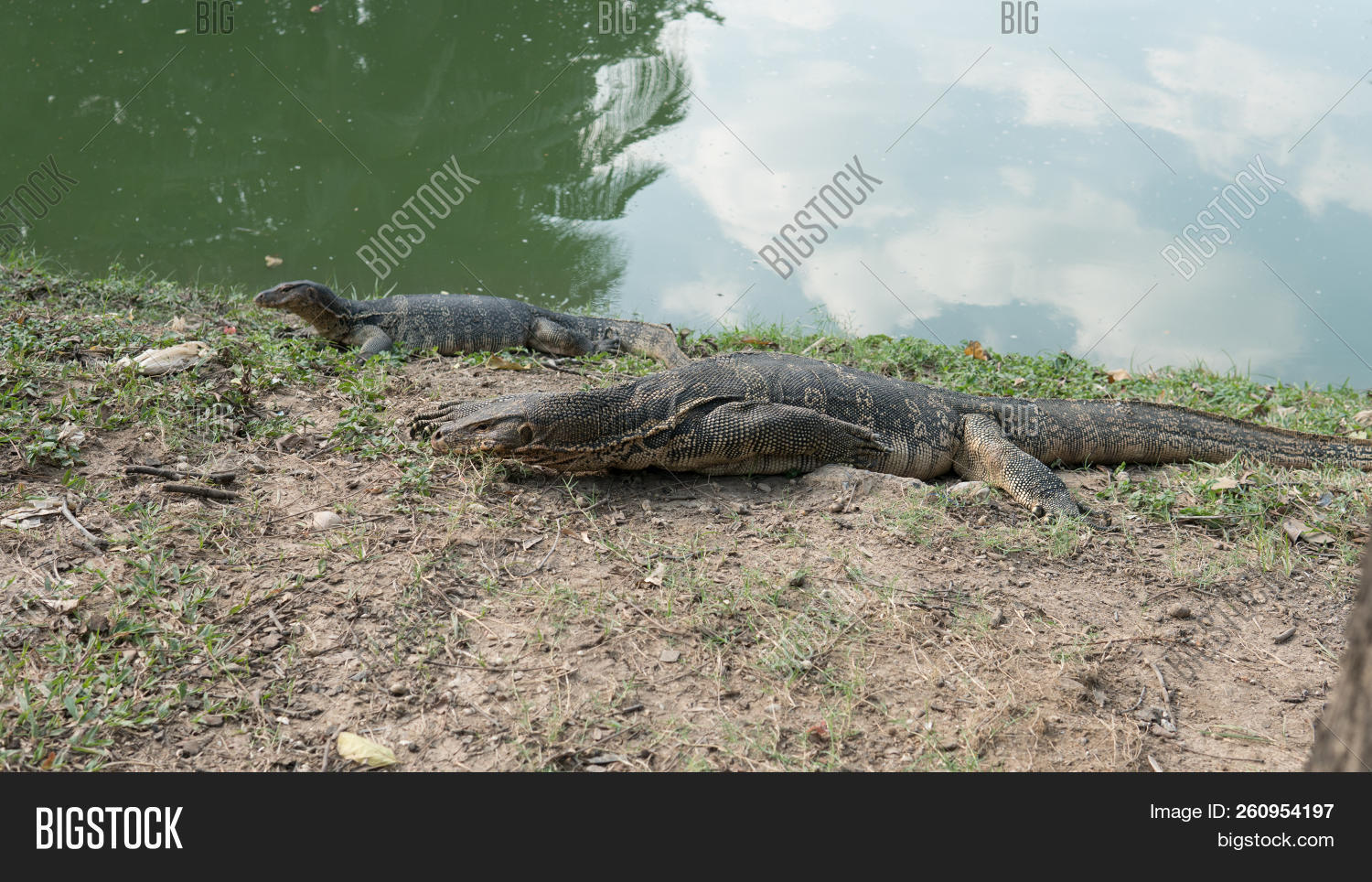 Varanus On Shore.wild Image & Photo (Free Trial) | Bigstock