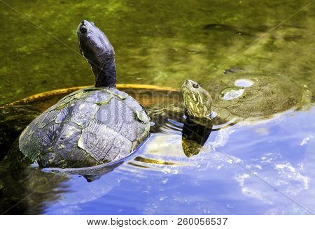 Cuban Slider ( Image & Photo (Free Trial) | Bigstock