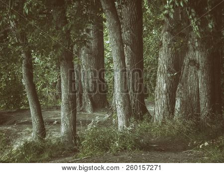 Green Trees Background Image & Photo (Free Trial) | Bigstock