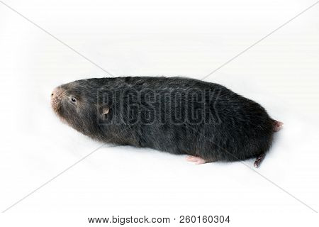 Mole Black, Asia Mole Image & Photo (Free Trial) | Bigstock