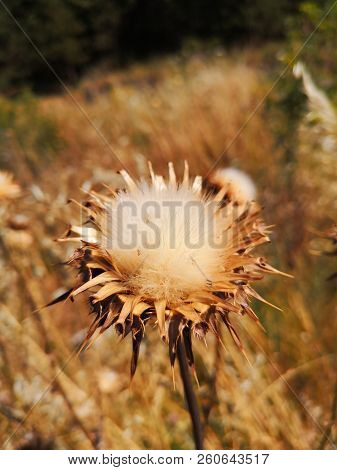 Dandelion Spiky Image & Photo (Free Trial) | Bigstock