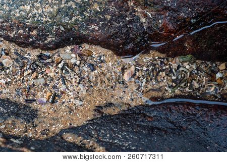Broken Shells Sand Image & Photo (Free Trial) | Bigstock