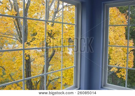 Autumn View Maple Tree Image & Photo (Free Trial) | Bigstock