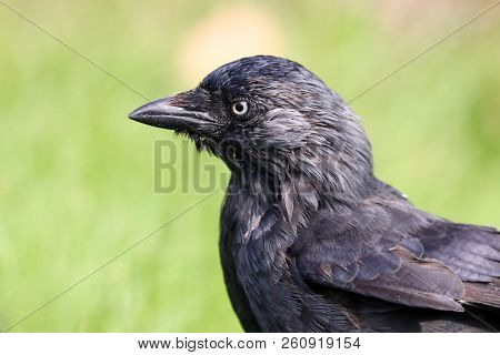 Young Jackdaw Scruffy Image & Photo (Free Trial) | Bigstock