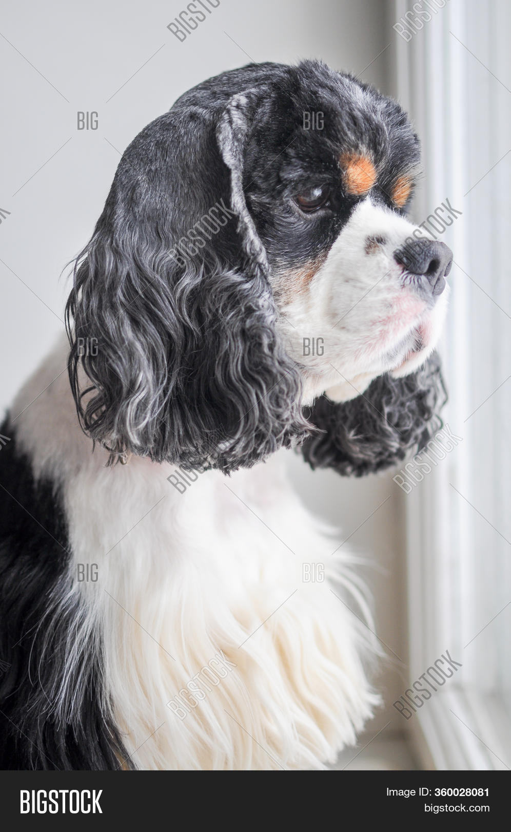 Cute Adult Purebred Image & Photo (Free Trial) | Bigstock