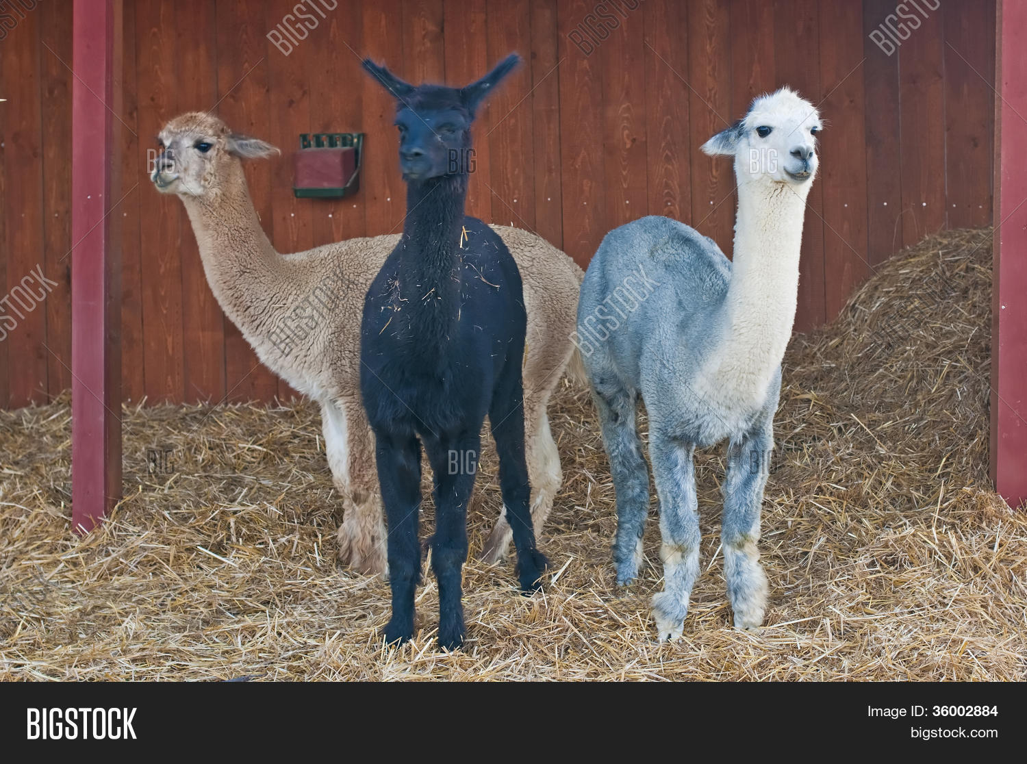 Alpaca, Vicugna Pacos Image & Photo (Free Trial) | Bigstock
