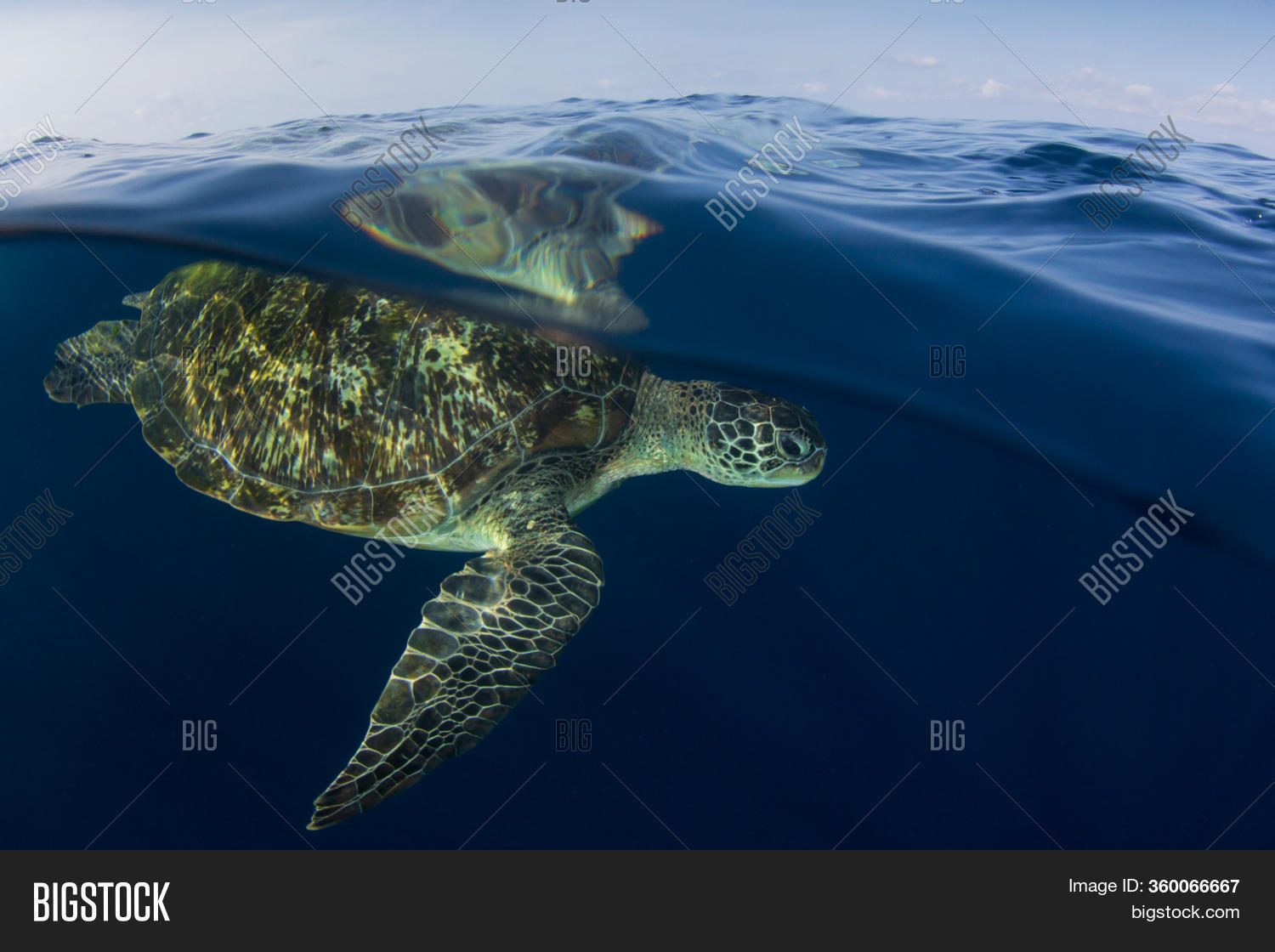 Green Sea Turtle Half Image & Photo (Free Trial) | Bigstock