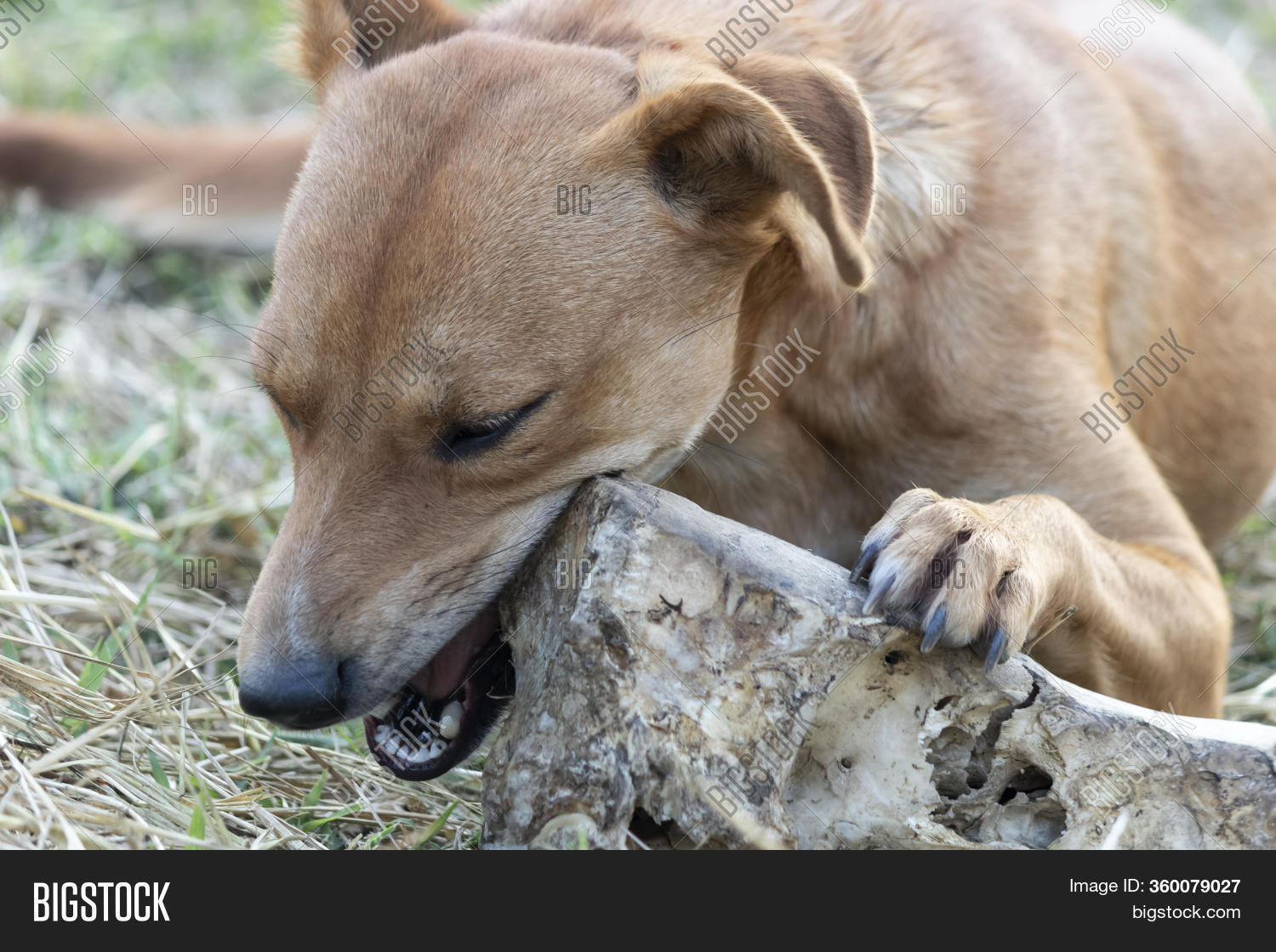 Brown Dogs Gnawing Image & Photo (Free Trial) | Bigstock