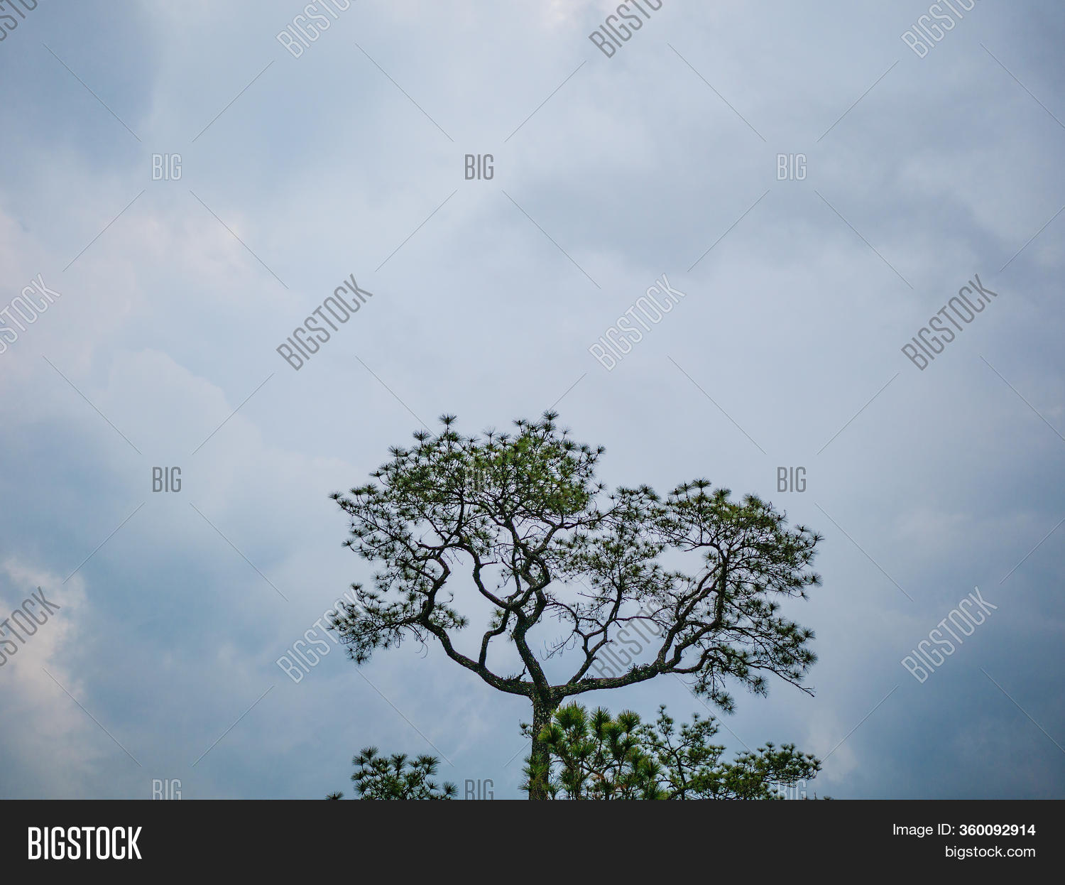 Tree Beautiful Blue Image & Photo (Free Trial) | Bigstock