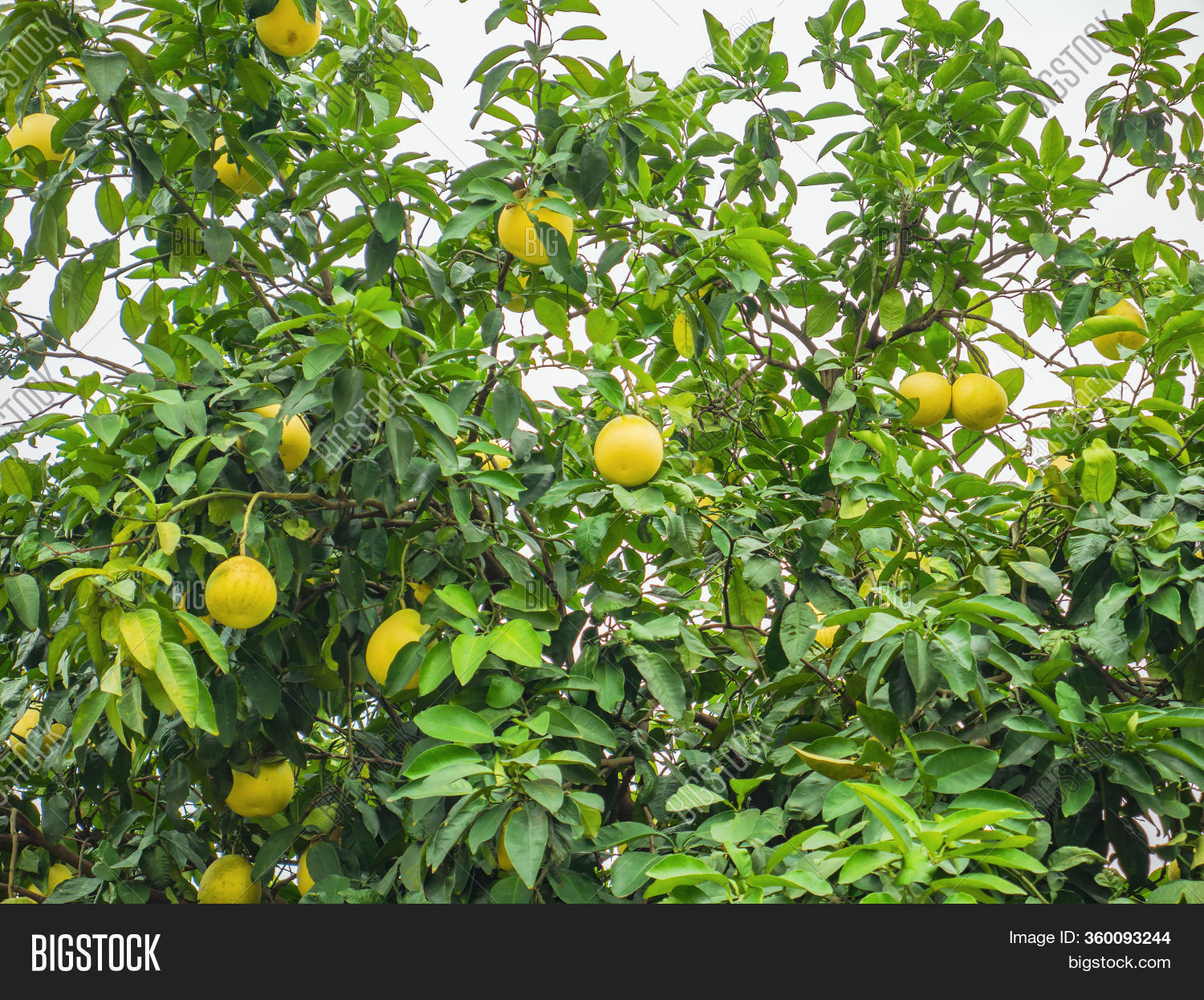 Orange Tree On Orange Image & Photo (Free Trial) | Bigstock