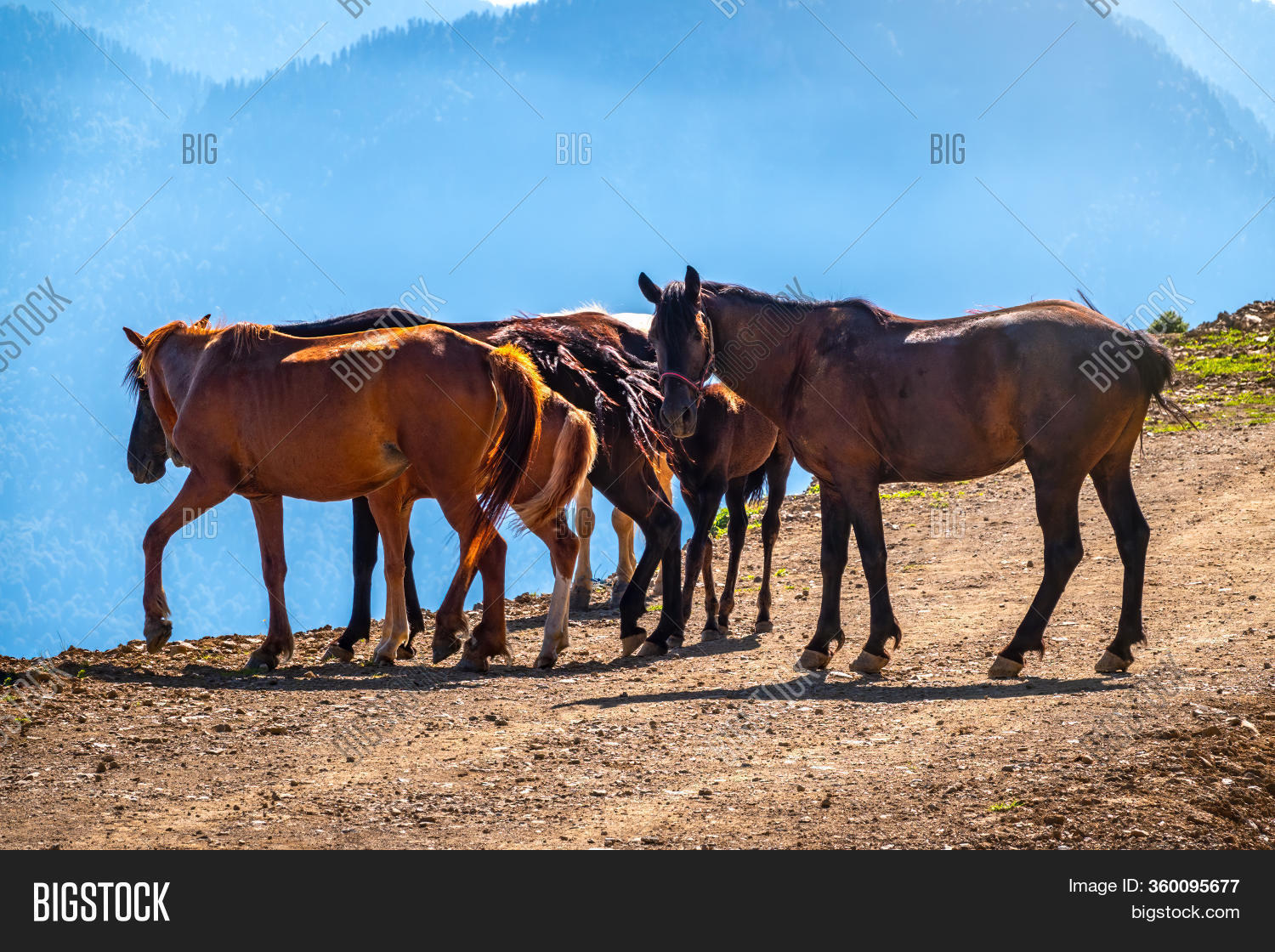 Several Horses Moving Image & Photo (Free Trial) | Bigstock