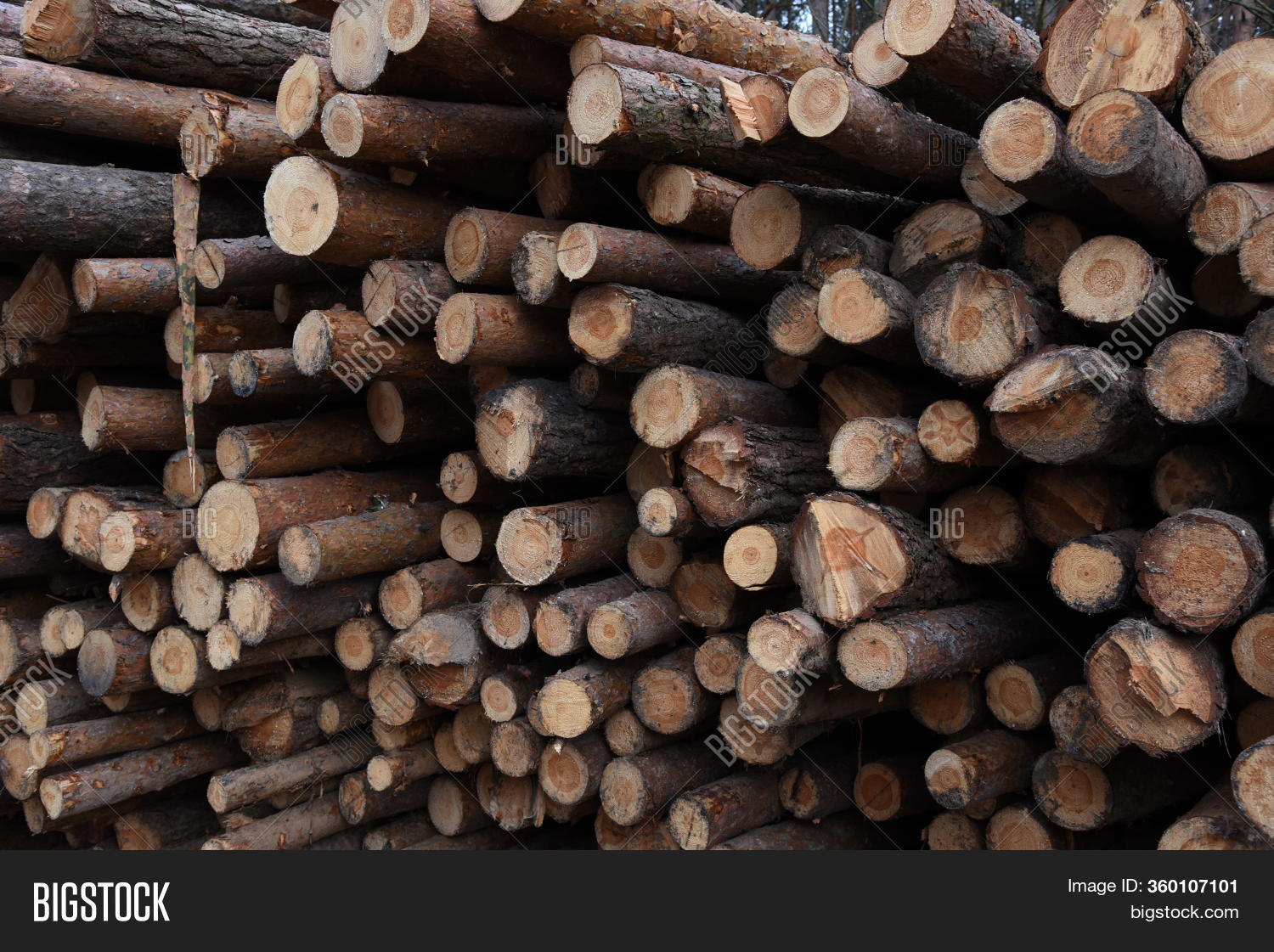 Stack Cut Pine Tree Image & Photo (Free Trial) | Bigstock