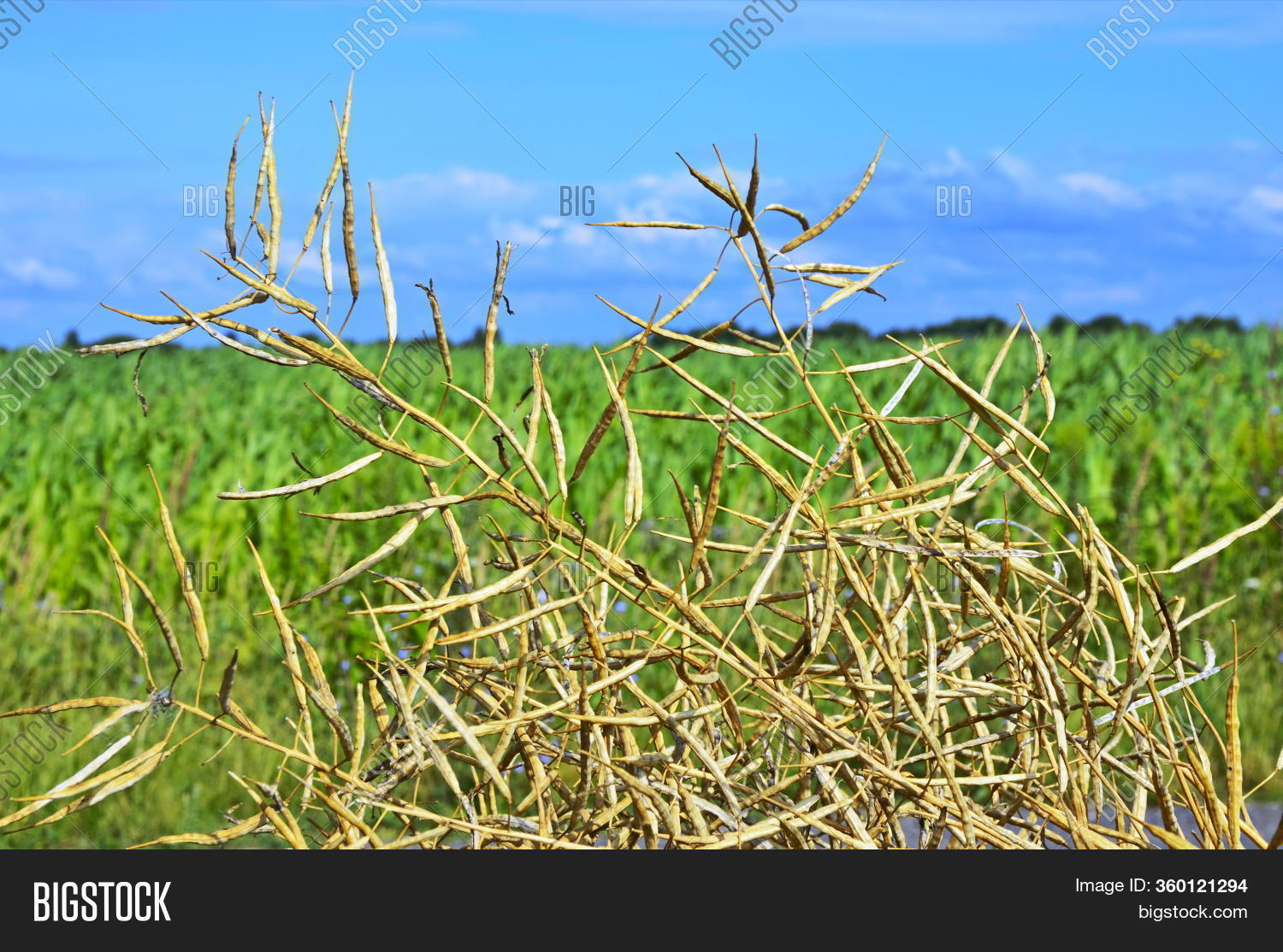 Rapeseed Field Before Image & Photo (Free Trial) | Bigstock