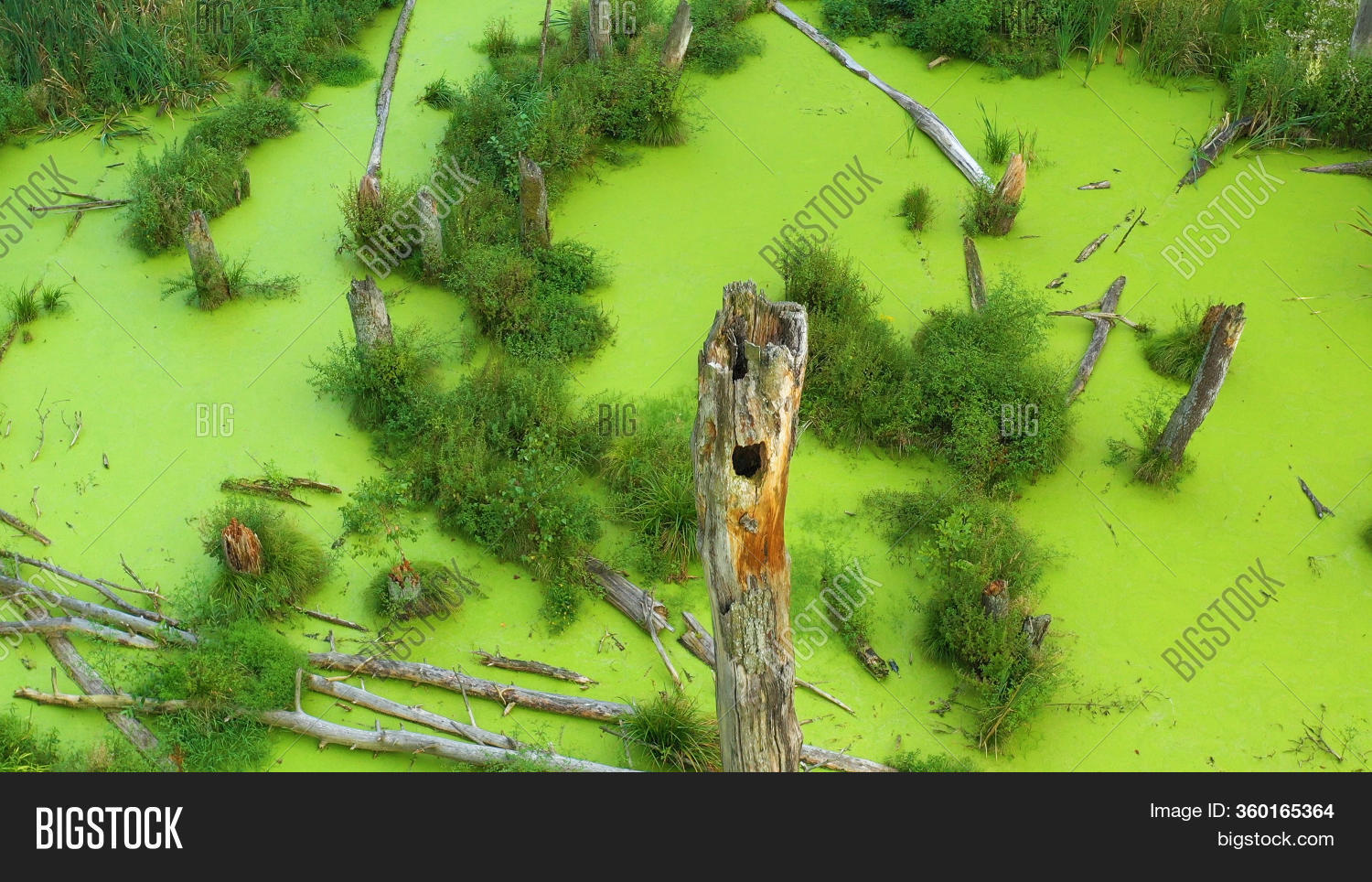 Green Swamp Forest. Image & Photo (Free Trial) | Bigstock
